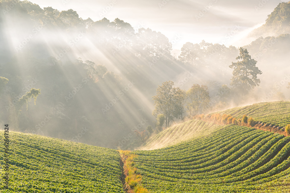 Landscape and fresh strawberry farm. Strawberry plantation. Strawberry ...