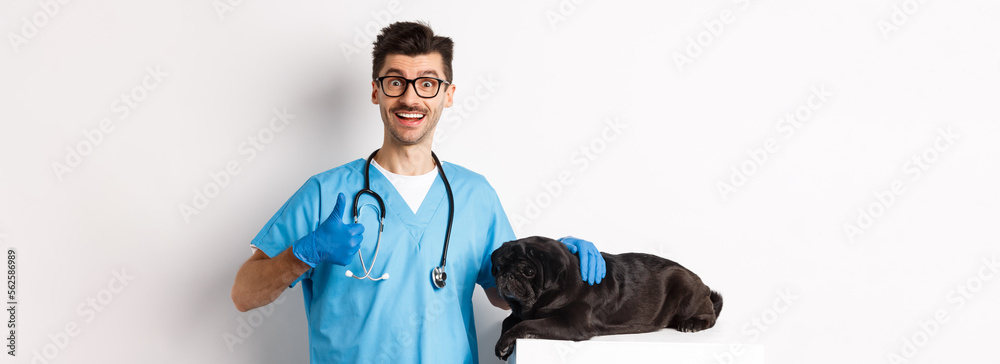Happy male doctor veterinarian examining cute black dog pug, showing ...