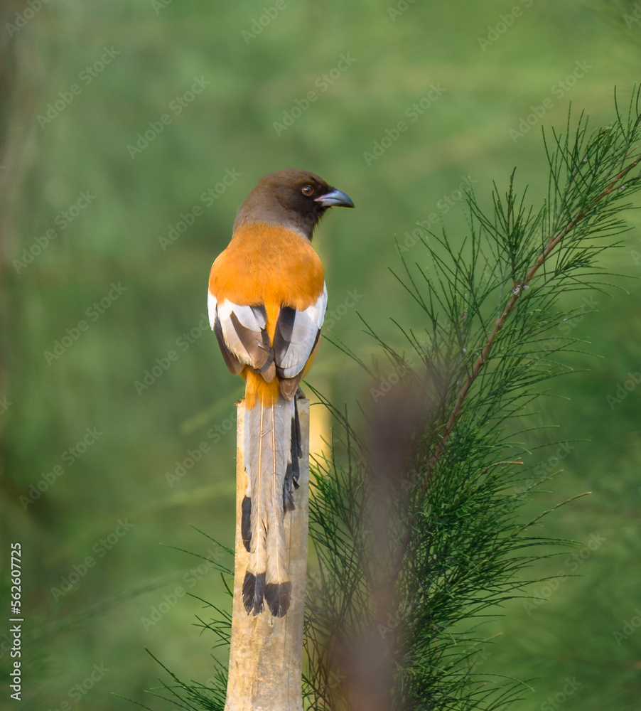 The rufous treepie also known as Harichacha is a treepie, native to the ...