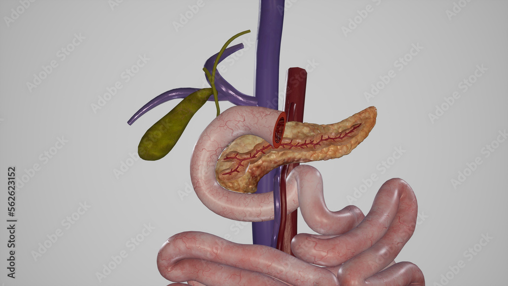 Medical Illustration of pancreas and surrounding organs,small intestine ...