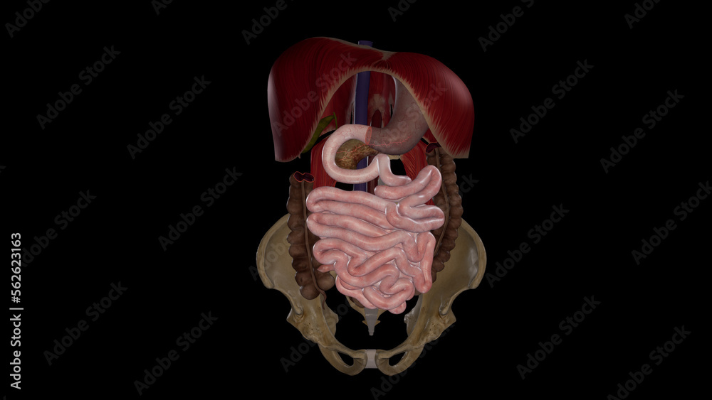 Photo & Art Print Medical Illustration of Small Intestine - Anterior ...