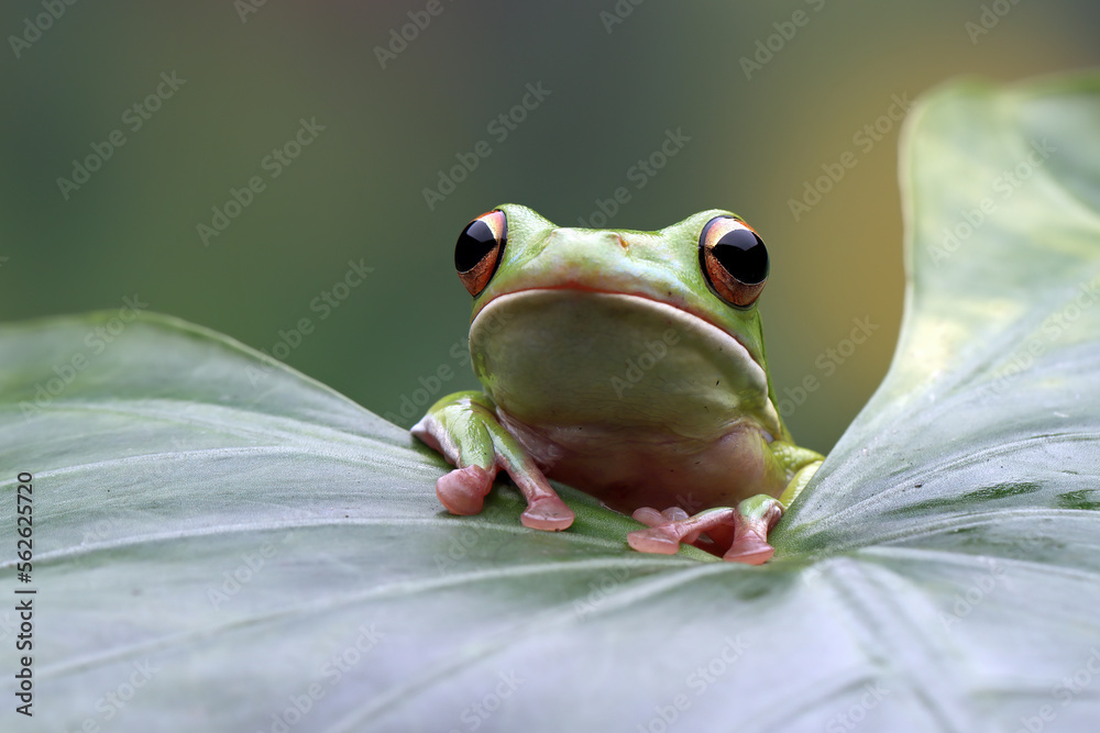 Foto de White-lipped tree frog (Litoria infrafrenata) on green leaves ... Foto de White-lipped tree frog (Litoria infrafrenata) on green leaves ...
