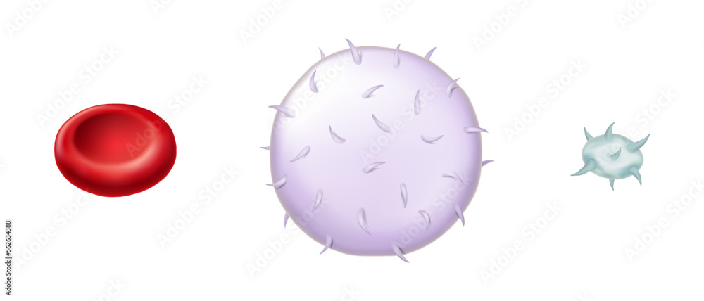 Blood cells vector. White blood cells, Red blood cells and Platelets. Erythrocyte, Thrombocyte ...