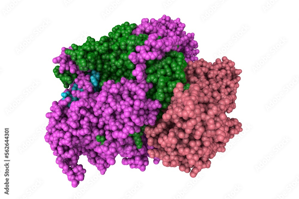 Influenza A virus H7N9 polymerase elongation complex. Space-filling ...