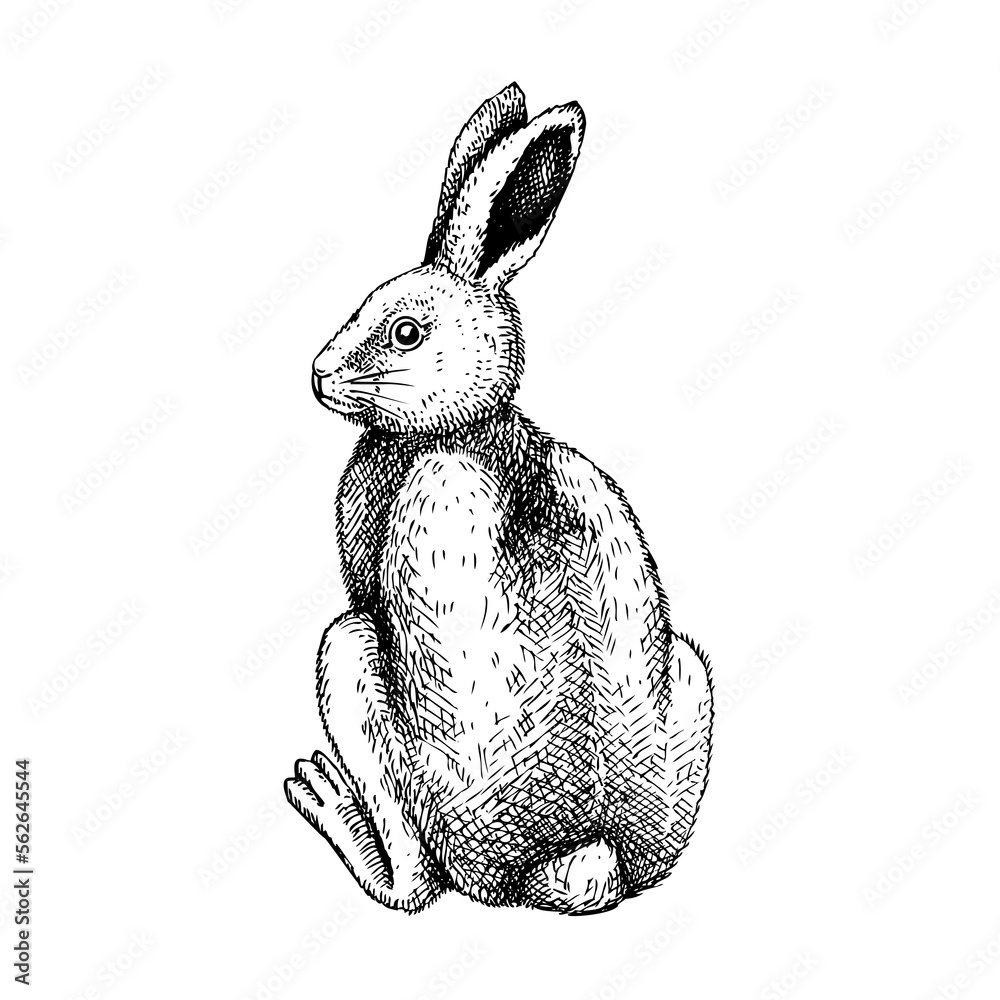 Cute bunny sitting drawing. Hand drawn rabbit illustration isolated on ...