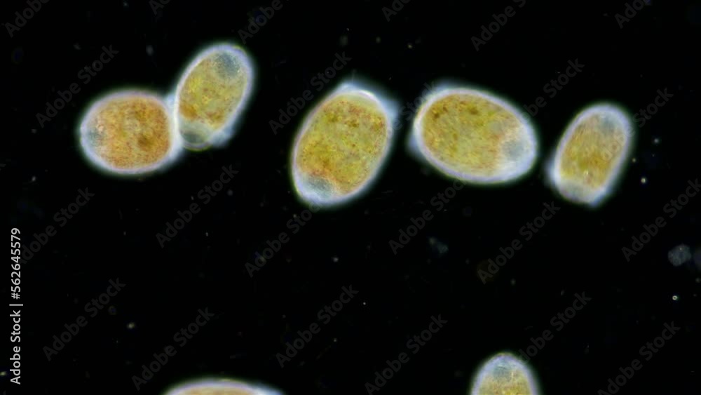 Trochophore larvae under a microscope, possibly at stage of ...