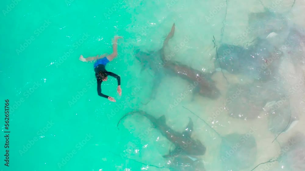 A young guy swims among Baby sharks - Ginglymostoma and Stingrays in ...