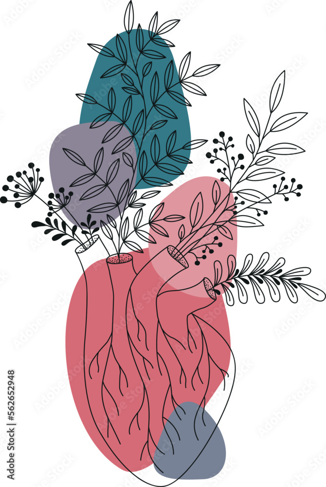 Anatomic heart with plants. Vector line illustration with color shapes ...