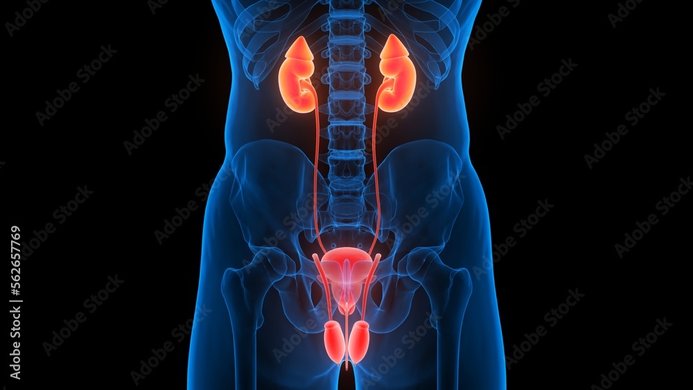 Human Urinary System with Reproductive System Anatomy Stock ...