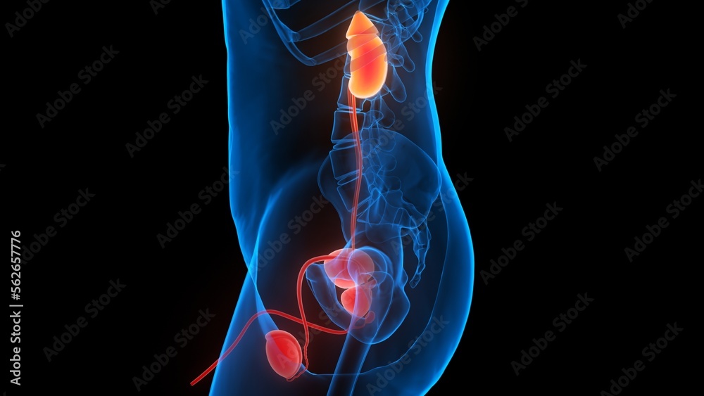 Human Urinary System with Reproductive System Anatomy Stock ...