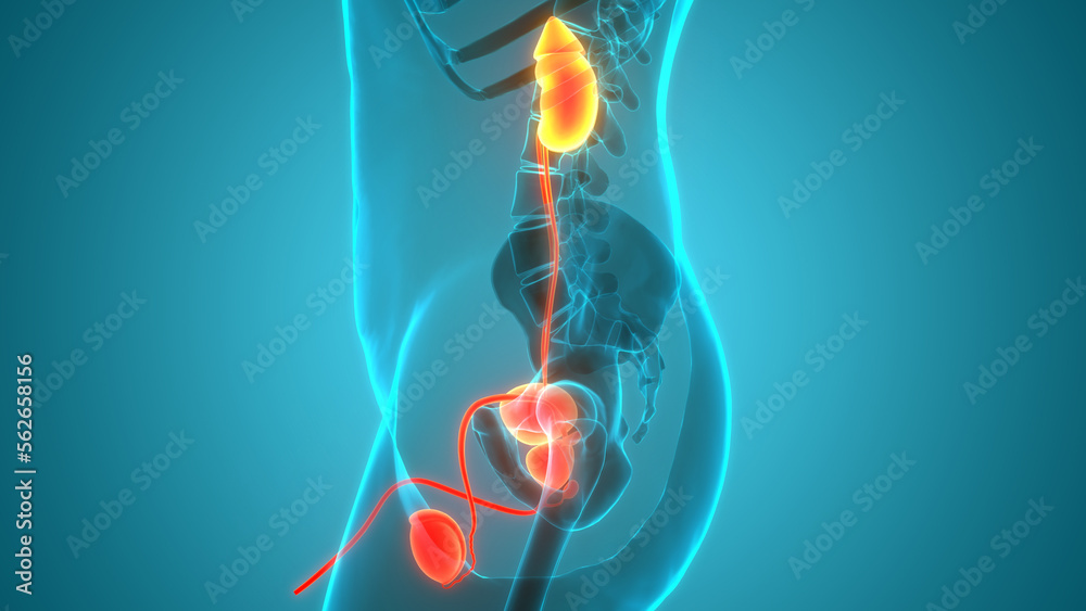 Human Urinary System with Reproductive System Anatomy Stock ...