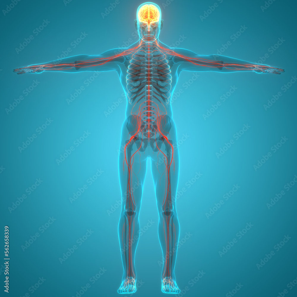 Central Organ of Human Nervous System Brain Anatomy Stock Illustration ...