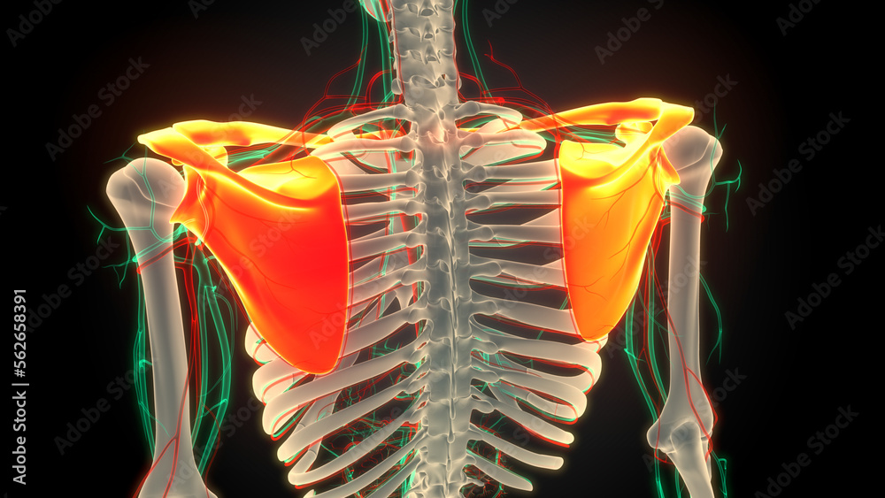 Human Skeleton System Pectoral (Shoulder) Girdle Bone Joints Anatomy ...