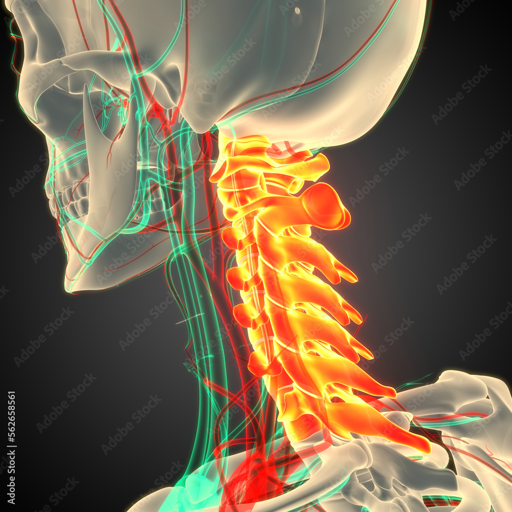 Spinal Cord Vertebral Column Cervical Vertebrae of Human Skeleton System Anatomy ilustración de ...