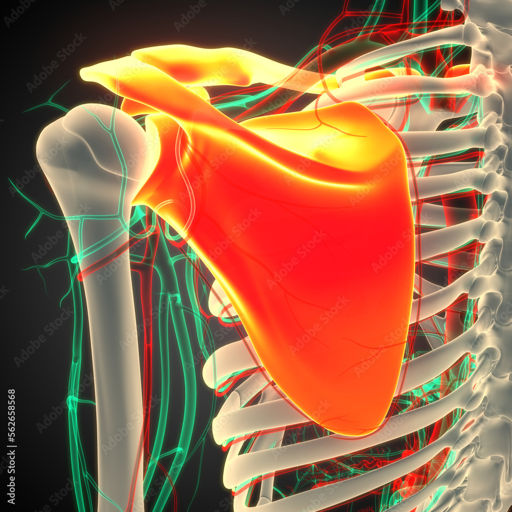 Human Skeleton System Pectoral (Shoulder) Girdle Bone Joints Anatomy ...
