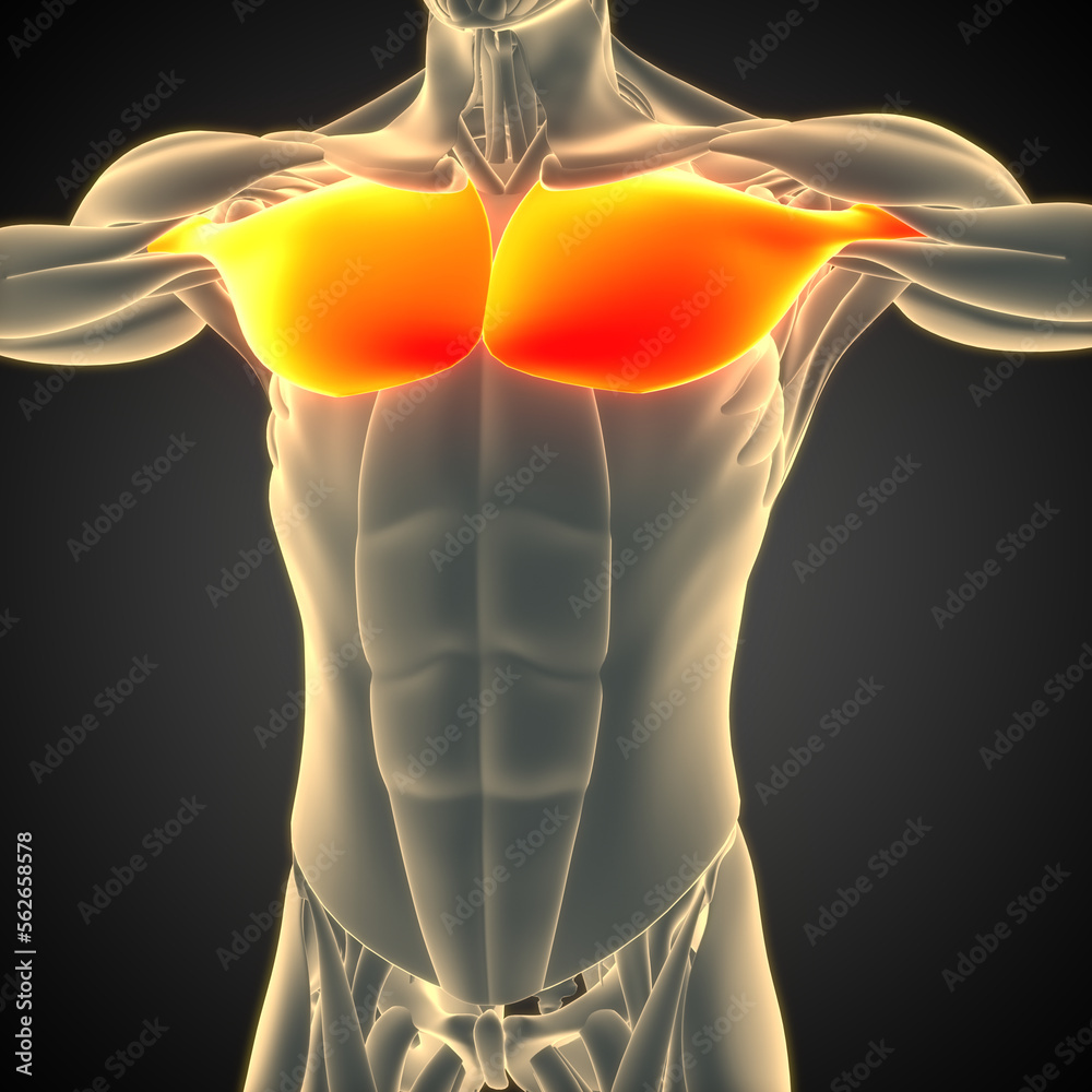 Human Muscular System Torso Muscles Pectoral Muscles Anatomy Stock ...