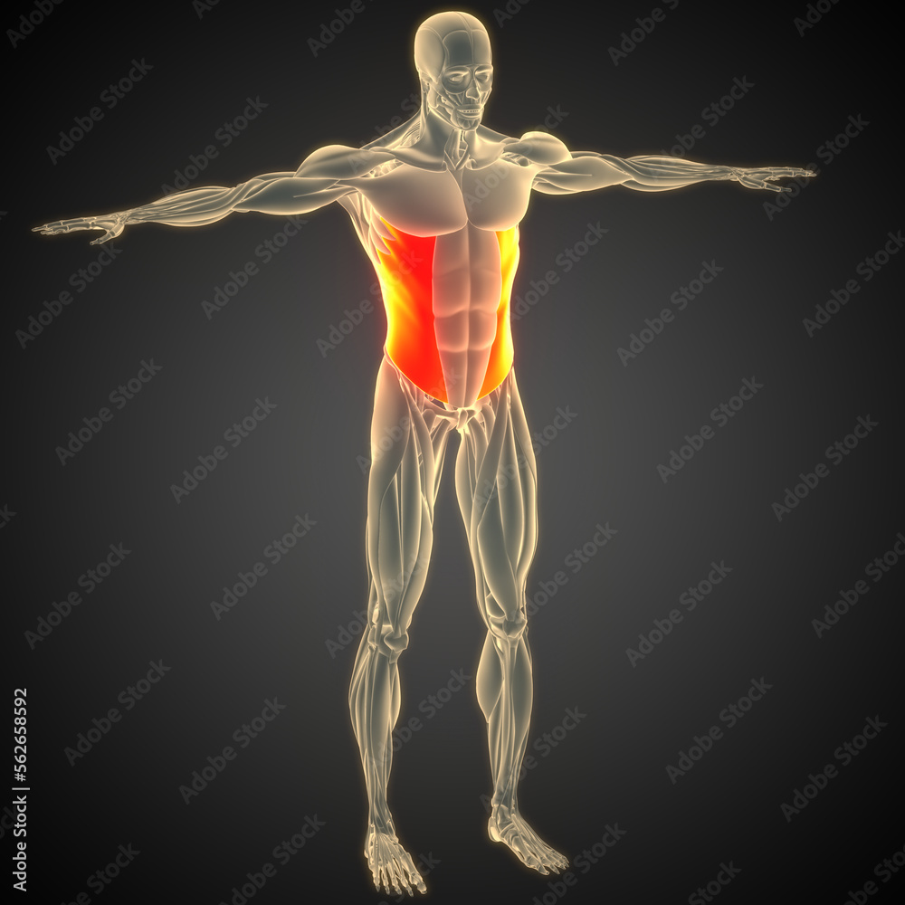 Human Muscular System Torso Muscles Abdominal External Oblique Muscle ...