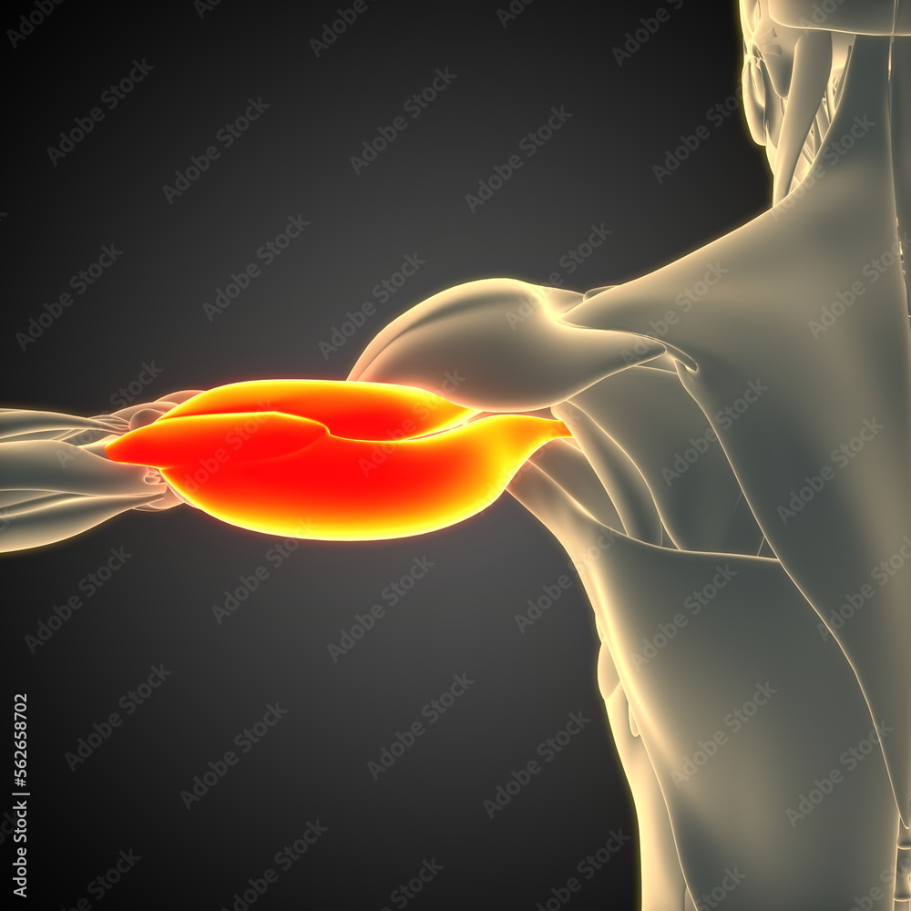 Human Muscular System Arm Muscles Triceps Muscle Anatomy Stock ...
