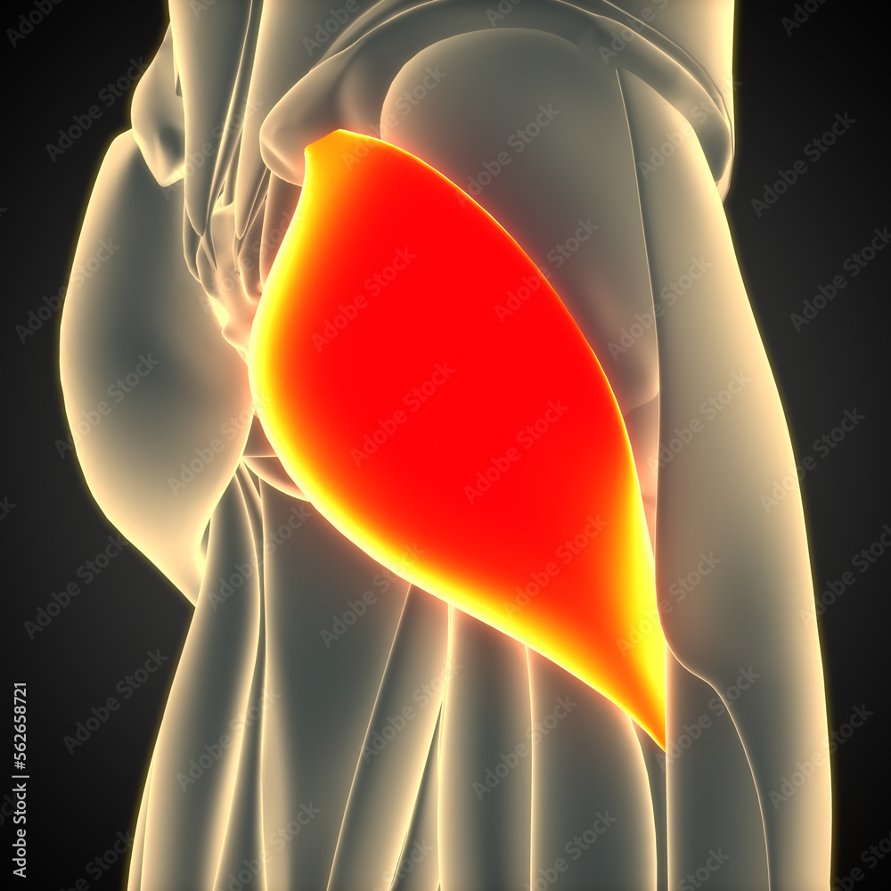 Human Muscular System Leg Muscles Gluteus Maximus Muscle Anatomy Stock ...