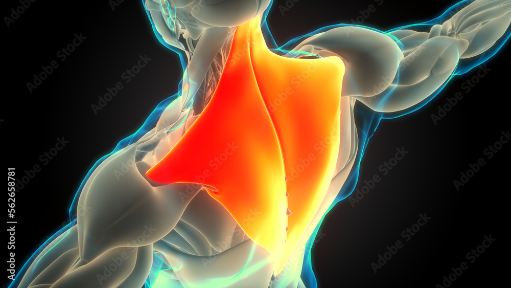 Human Muscular System Torso Muscles Trapezius Muscle Anatomy Stock ...