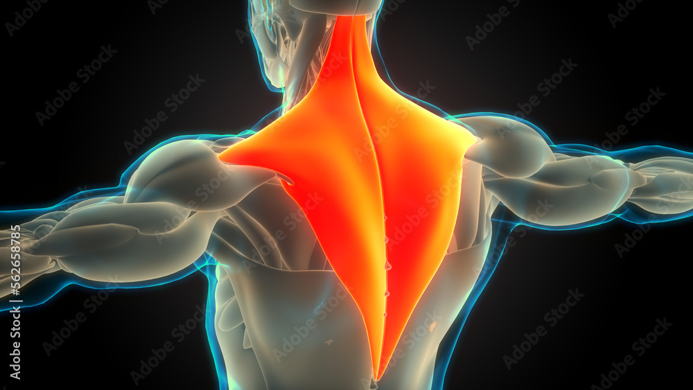 Human Muscular System Torso Muscles Trapezius Muscle Anatomy Stock ...