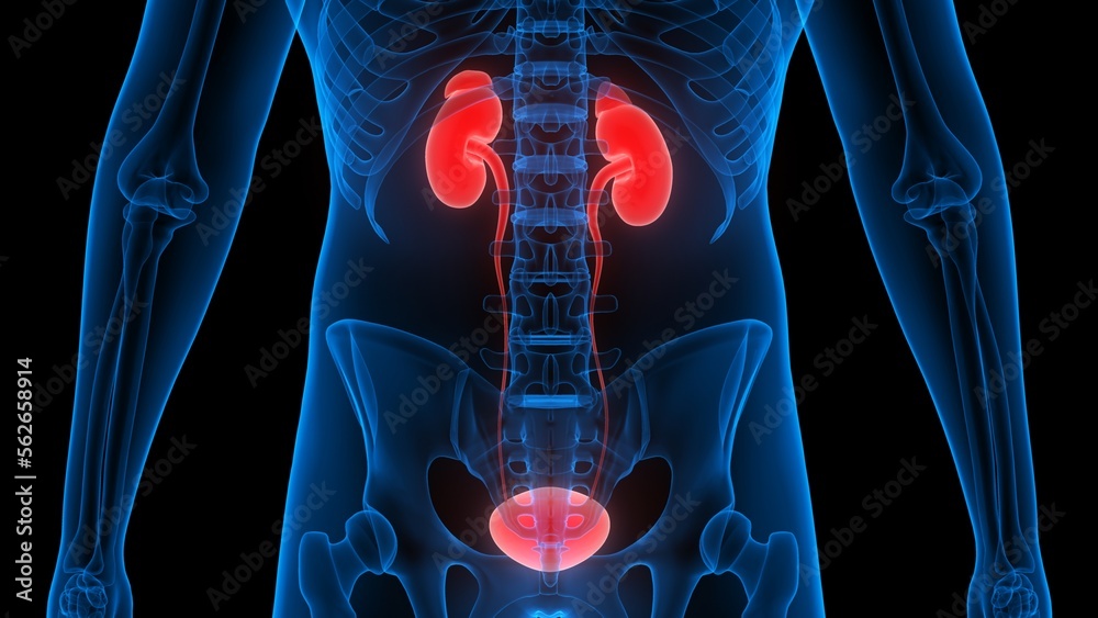 Human Urinary System Kidneys with Bladder Anatomy Stock Illustration ...