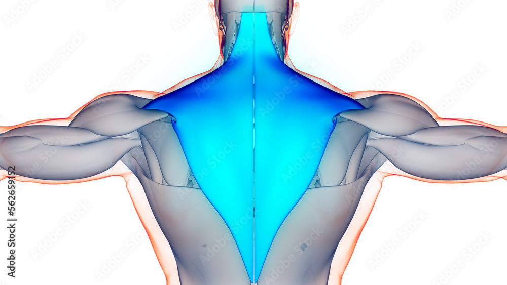 Human Muscular System Torso Muscles Trapezius Muscle Anatomy Stock ...
