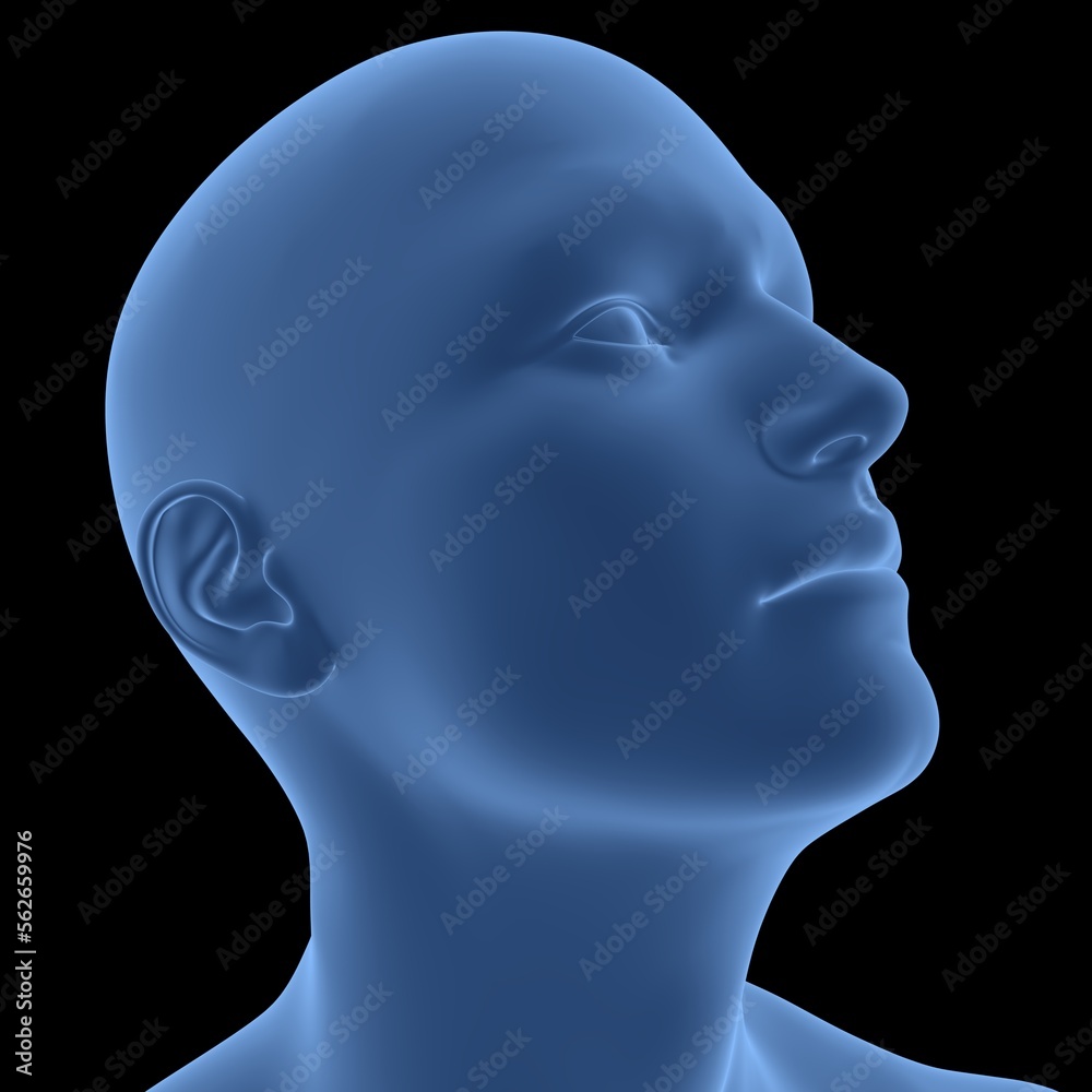 Human Body Face Pose Anatomy Stock Illustration | Adobe Stock