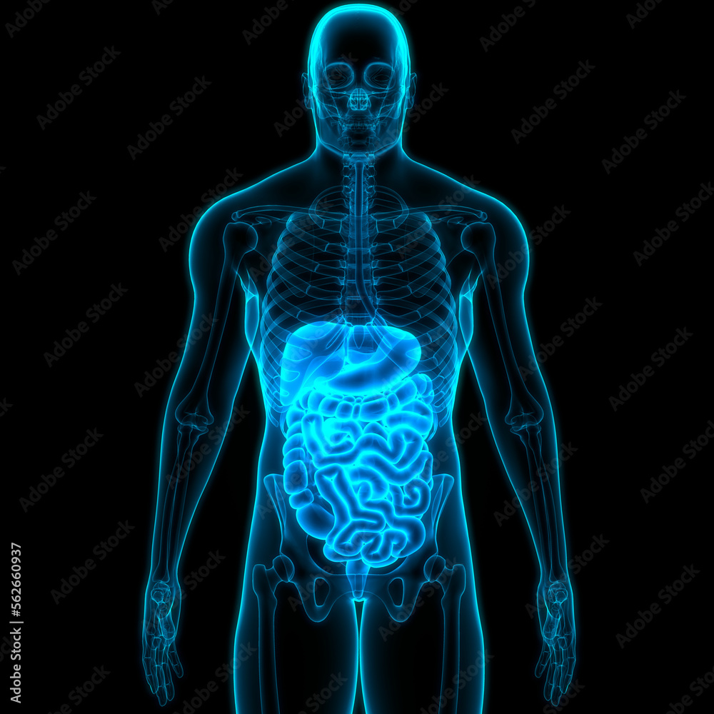 Human Digestive System Anatomy Stock Illustration Adobe Stock
