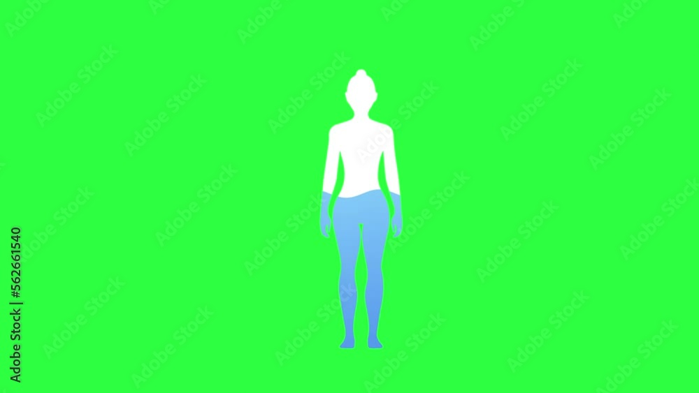Water Rate In The Human Body Animation on chroma key green screen ...