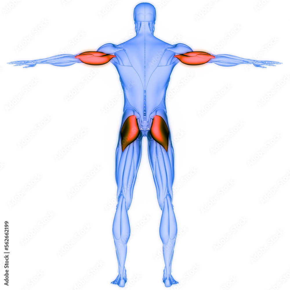 Human Muscular System Triceps and Gluteus Maximus Muscles Anatomy Stock ...