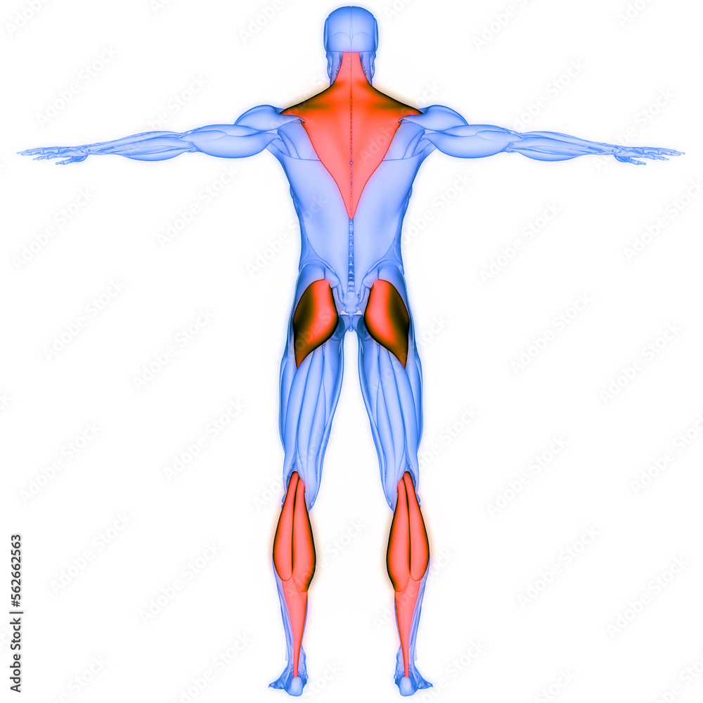 Human Muscular System Trapezius, Gluteus Maximus and Gastrocnemius ...