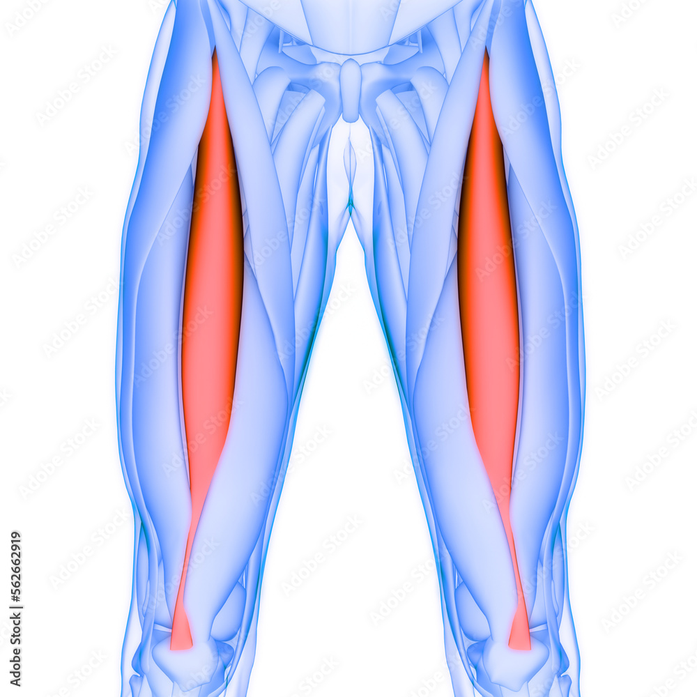Human Muscular System Leg Muscles Rectus Femoris Muscles Anatomy Stock ...