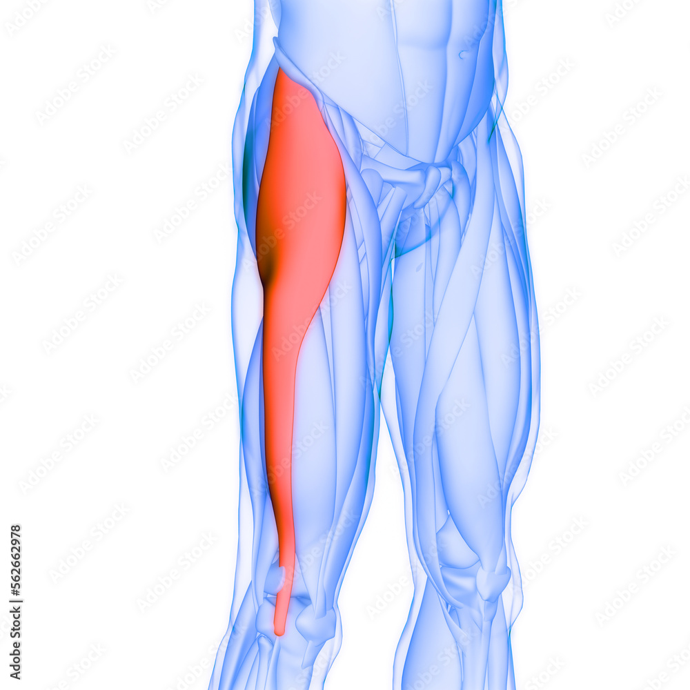 Human Muscular System Leg Muscles Tensor Fasciae Latae Muscles Anatomy 2533