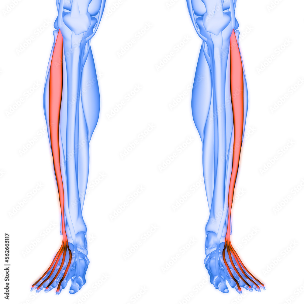 Human Muscular System Leg Muscles Extensor Digitorum Longus Muscles ...