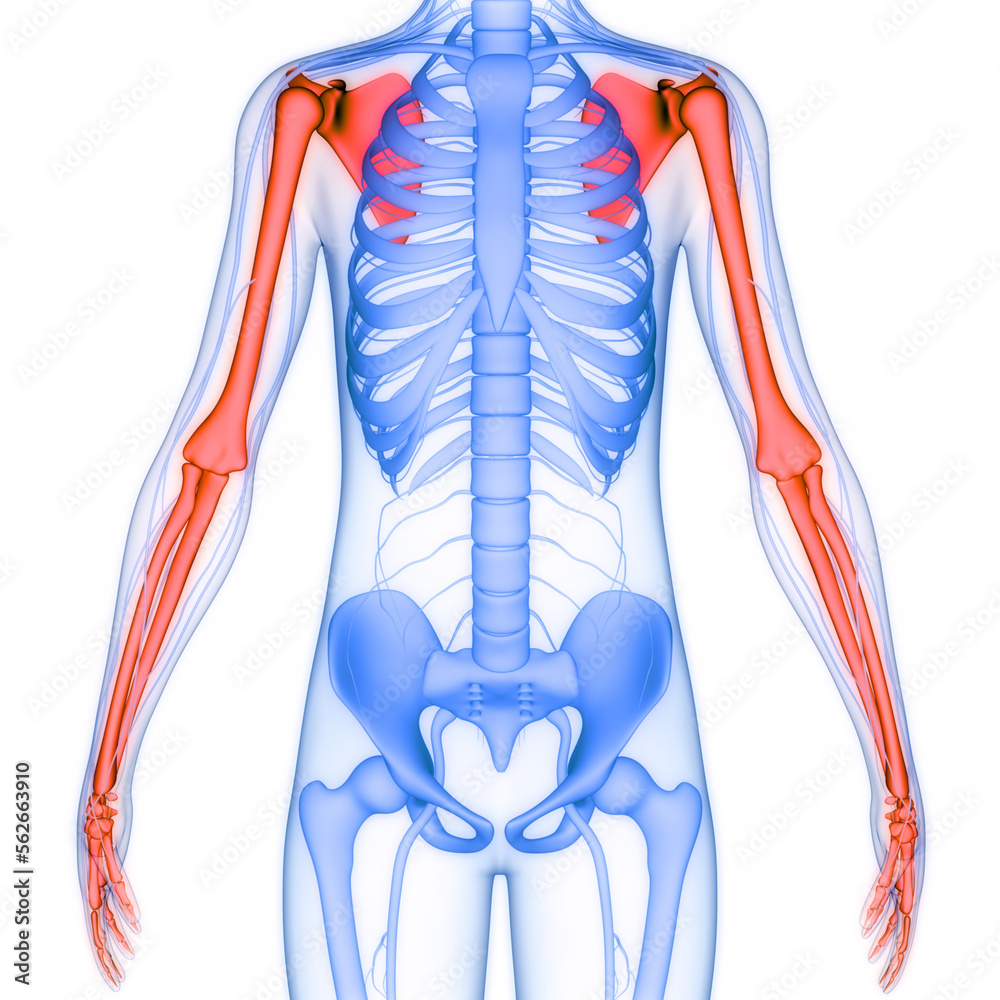 Human Skeleton System Upper Limbs Bone Joints Anatomy Stock ...