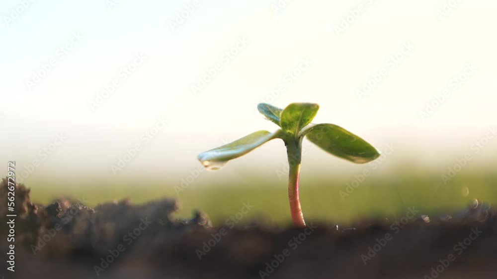 Agriculture. A farmer hand water green sprout. Green seedling in soil ...