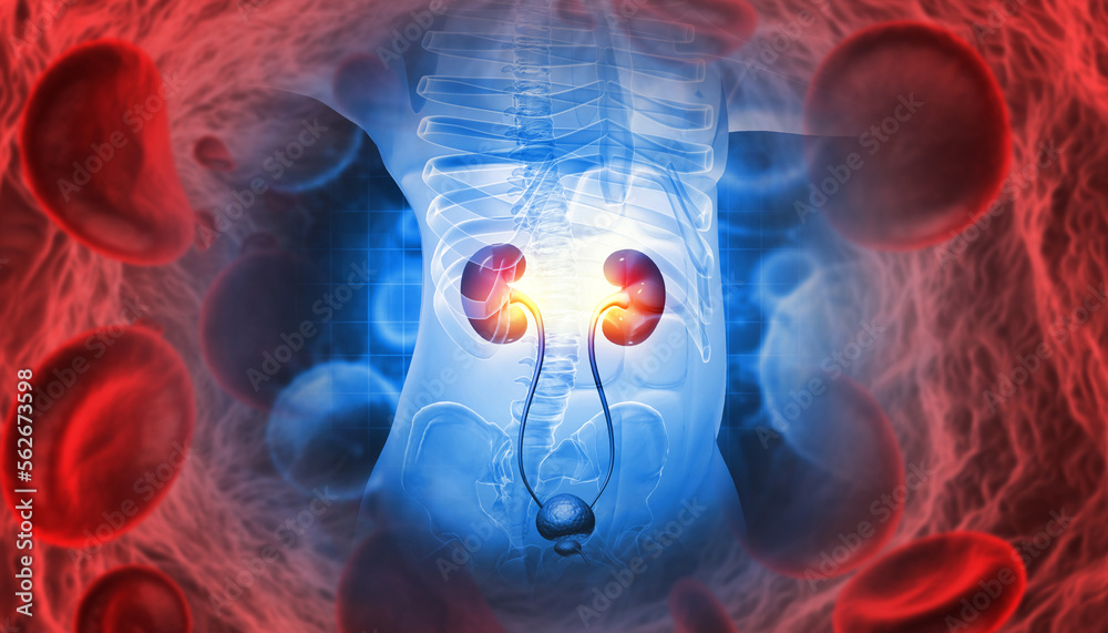 Poster Human kidney medical diagram, anatomy of the kidney, diseased ...