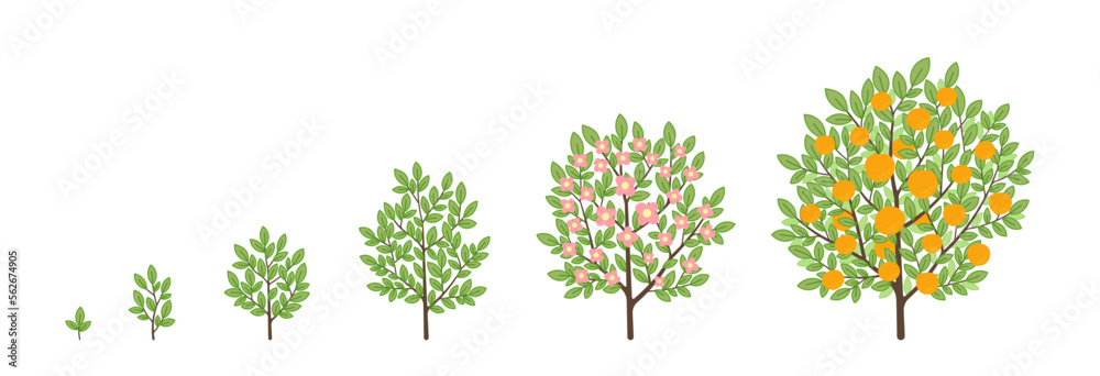 Orange tree growth stages. Fruit tree life cycle. Vector illustration ...