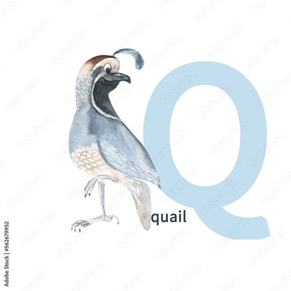 Letter Q, quail, cute kids animal ABC alphabet. Watercolor illustration ...