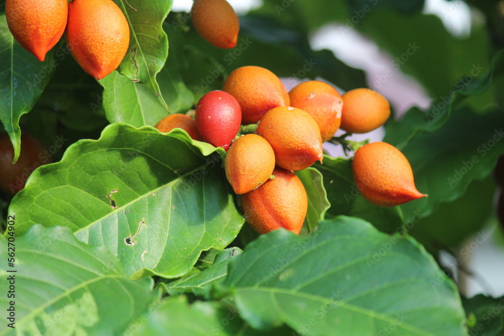 planta fruta bunchosia armeniaca - manteiga de amendoim Stock Photo ...