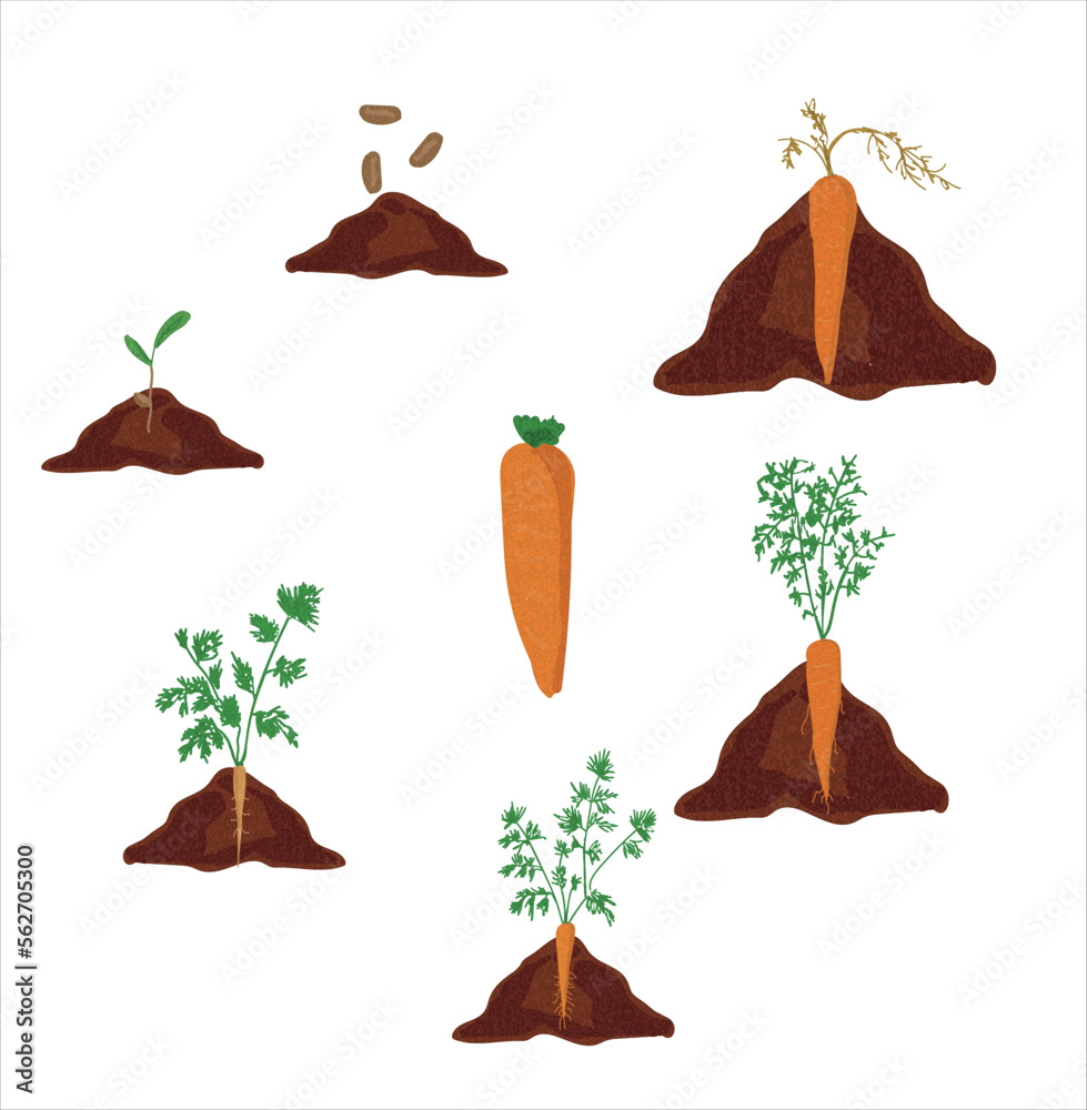 Growth stages of carrot plant. Carrot growing stages vector ...