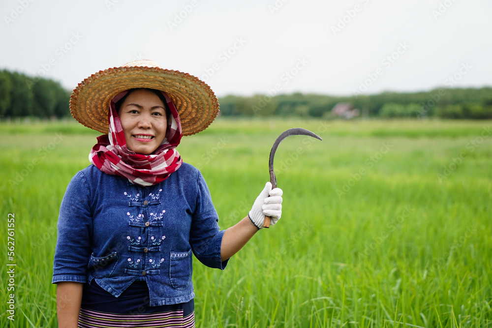 Happy Asian female farmer stands and holds sickle at rice paddy field ...