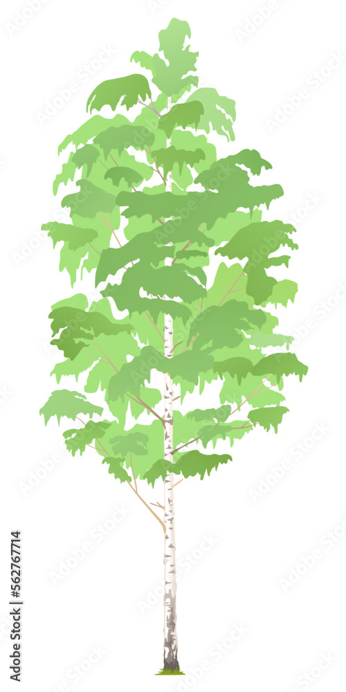 One green tall birch tree illustration, deciduous hardwood tree in side ...
