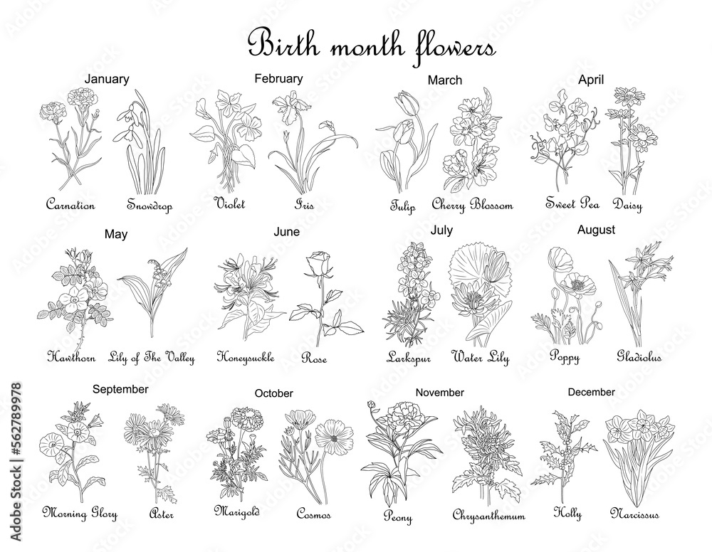 Vetor de Birth month flowers line art vector illustrations. Carnation ...