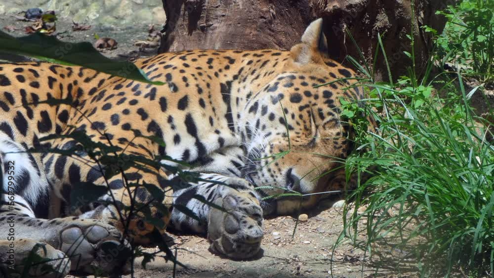 Large male jaguar sleeping in jungle in Chiapas, Mexico. Big cat ...