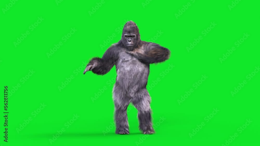 Green Screen Gorilla Dances Rumba Realistic Fur 3D Animations Rendering ...