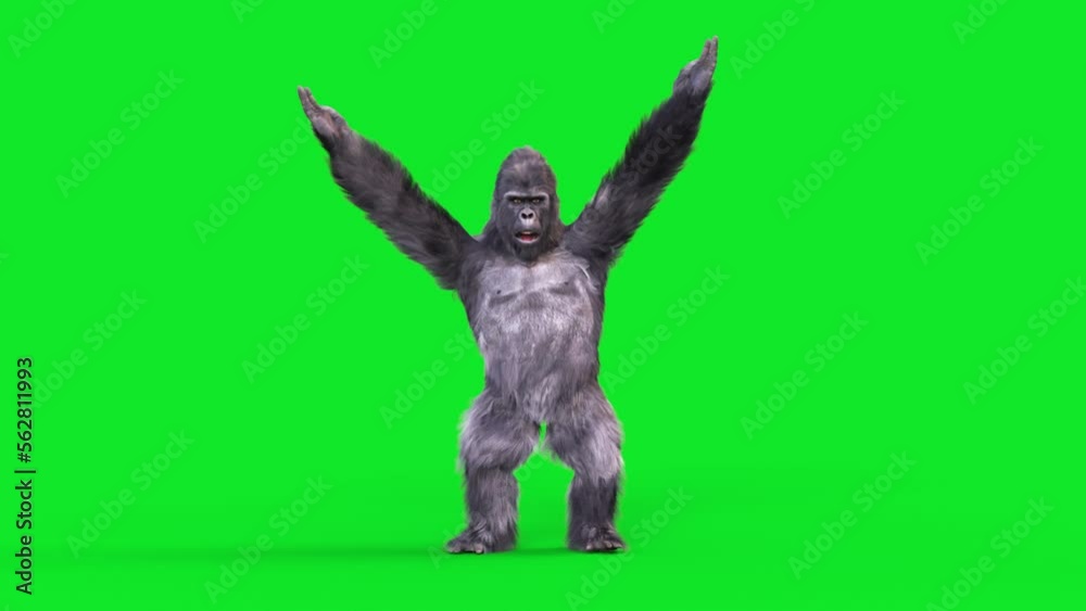 Green Screen Gorilla Dances Ymca Dance Realistic Fur 3D Animations ...