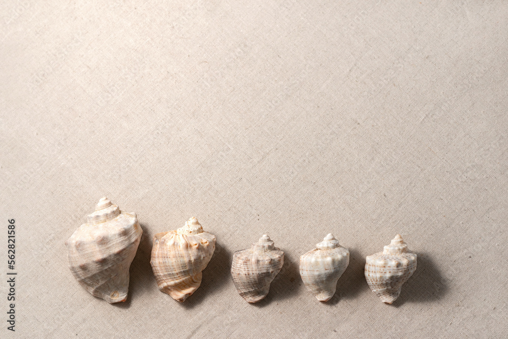 Minimalist aesthetic neutral summer vacation texture with sea shells on ...