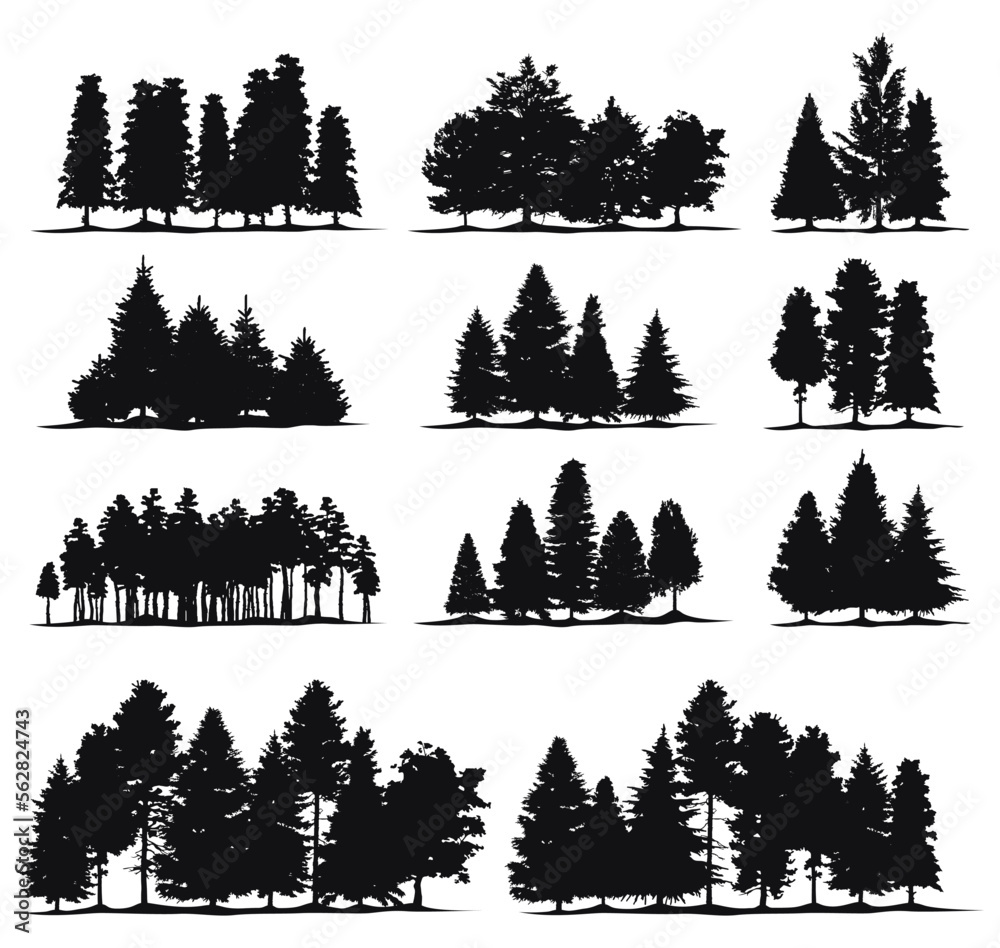 Spruce forest silhouette collection. Spruce wood silhouette set. Stock ...